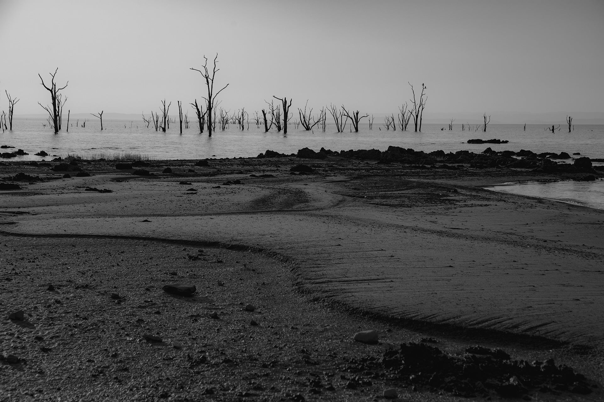 Lake Kariba Trees – Paul Cocks Photo